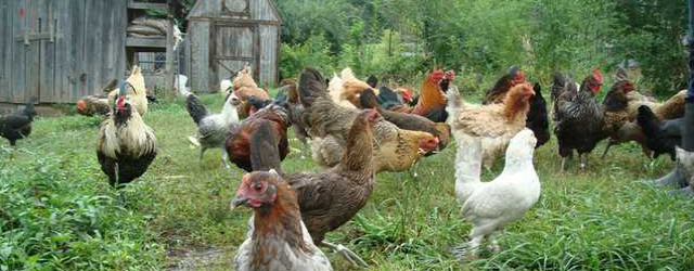 Herb Salad™ from Twin Beaks® Aviary